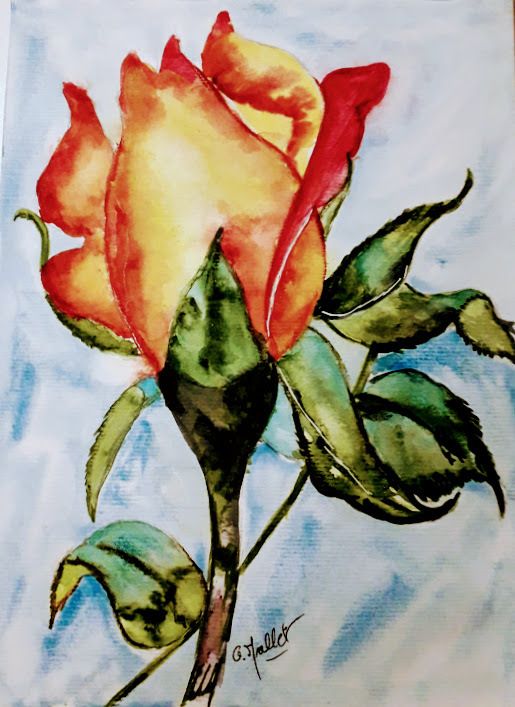 Aquarelle - Bouton de rose Aquarelle - Bouton de rose